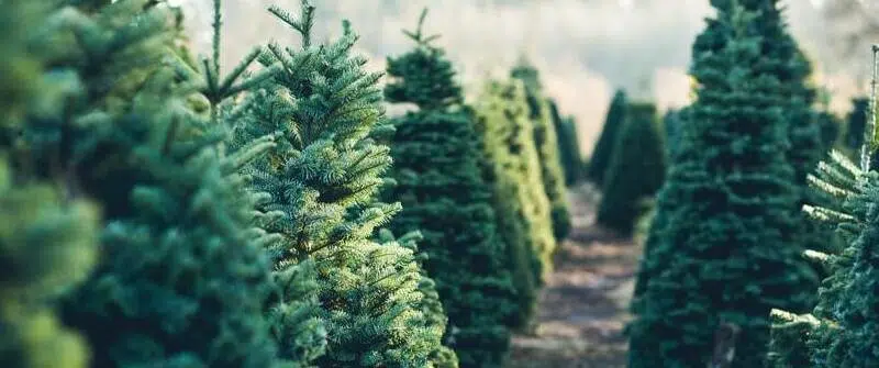 Les différentes espèces de sapins de Noël - Maison du sapin